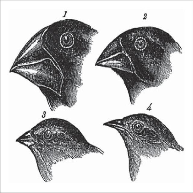 نظرية دارون شرح مبسط وحقيقة التطور